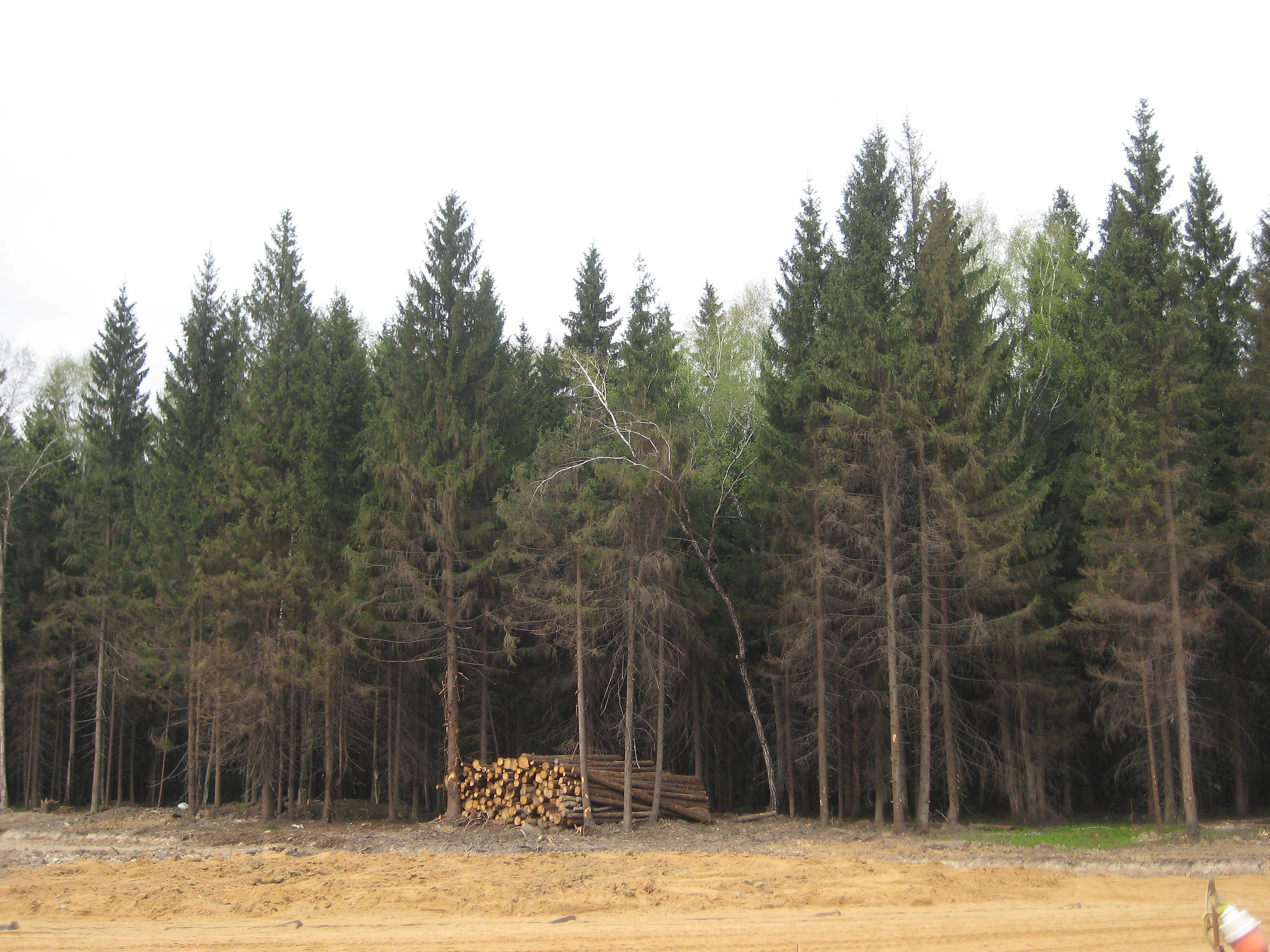 What is missing? | Logging of the Russian boreal forest
