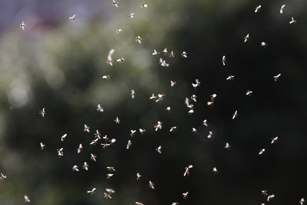 What is missing? | Insect Swarms