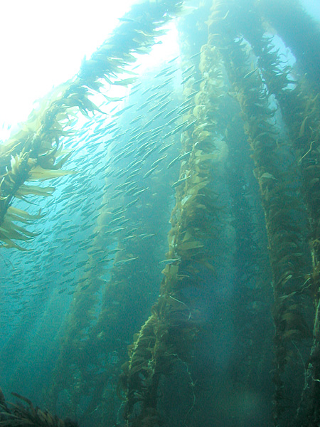 What is missing? | Open ocean seaweed farming in the Pacific