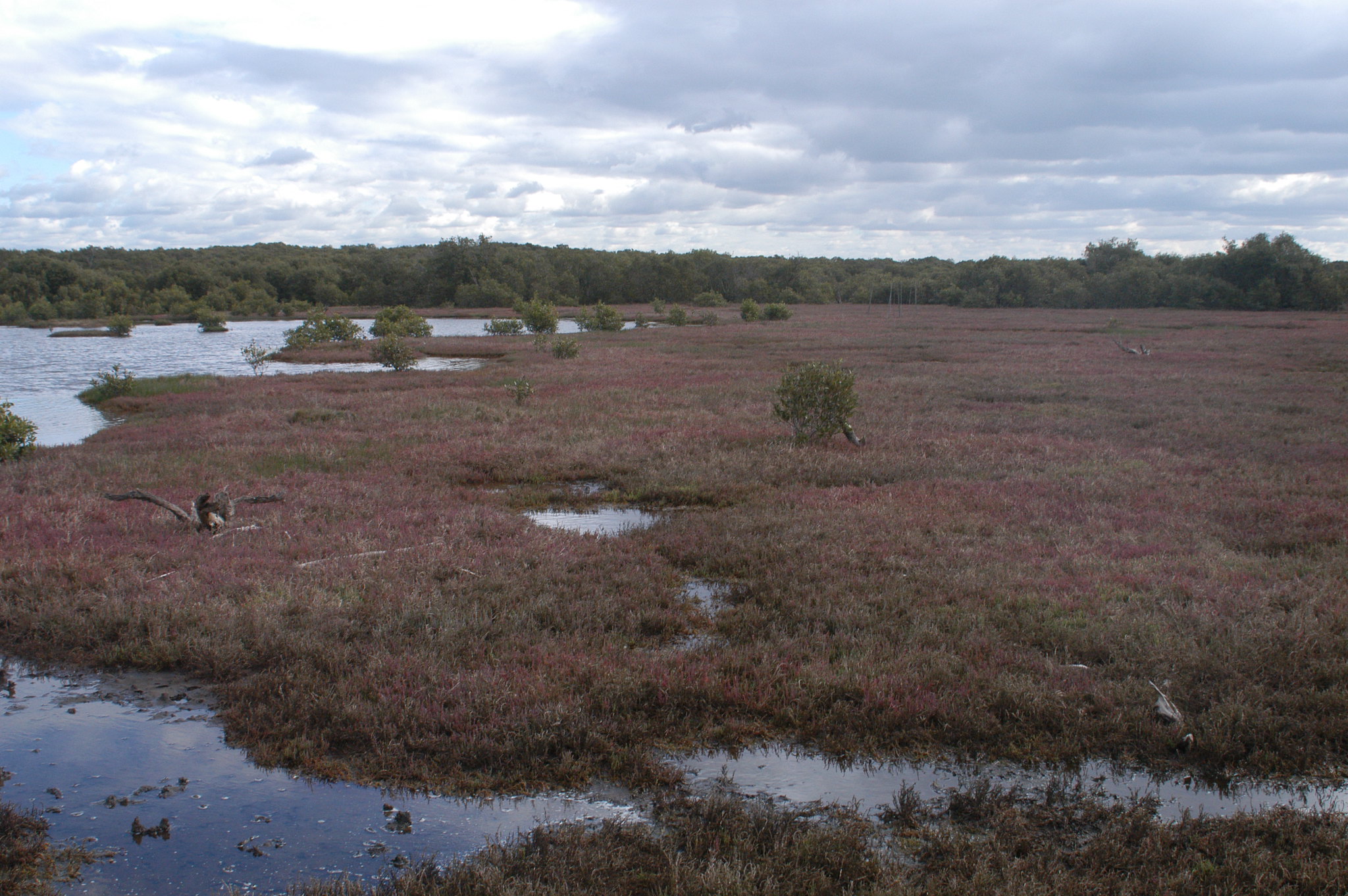 What is missing? | Recreating the perfect tide for wetland restoration