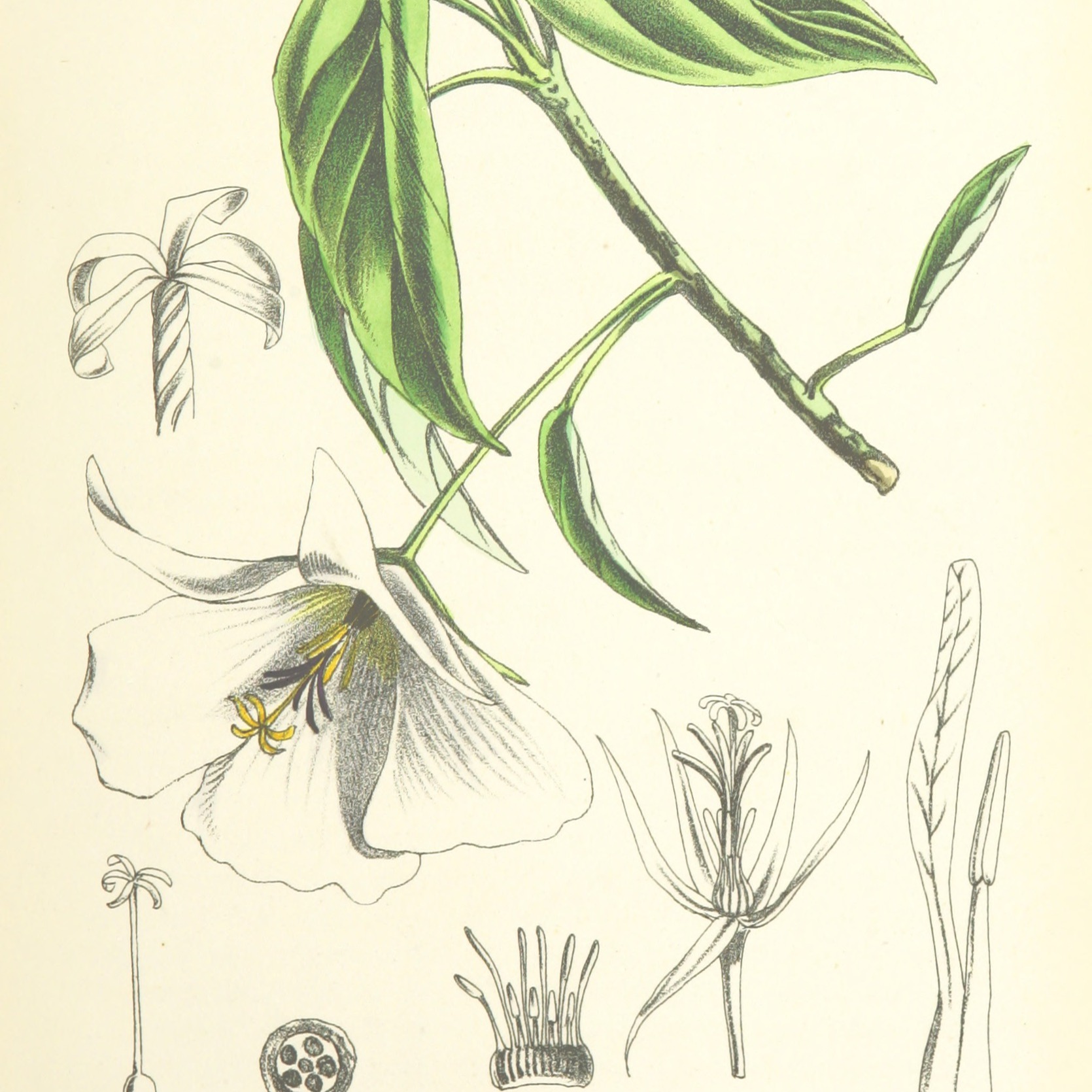 What is missing? | St. Helena Ebony Tree, Trochetiopsis melanoxylon