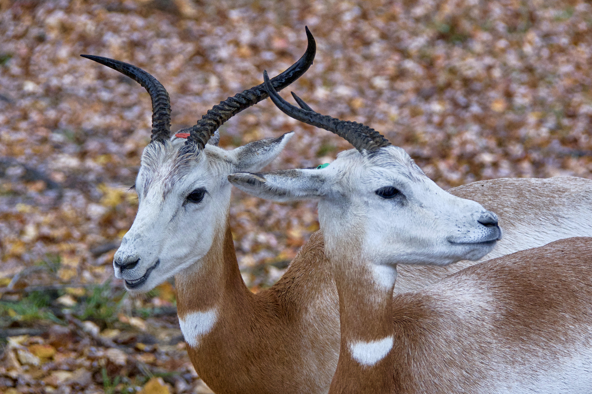 What is missing? | Addra gazelle