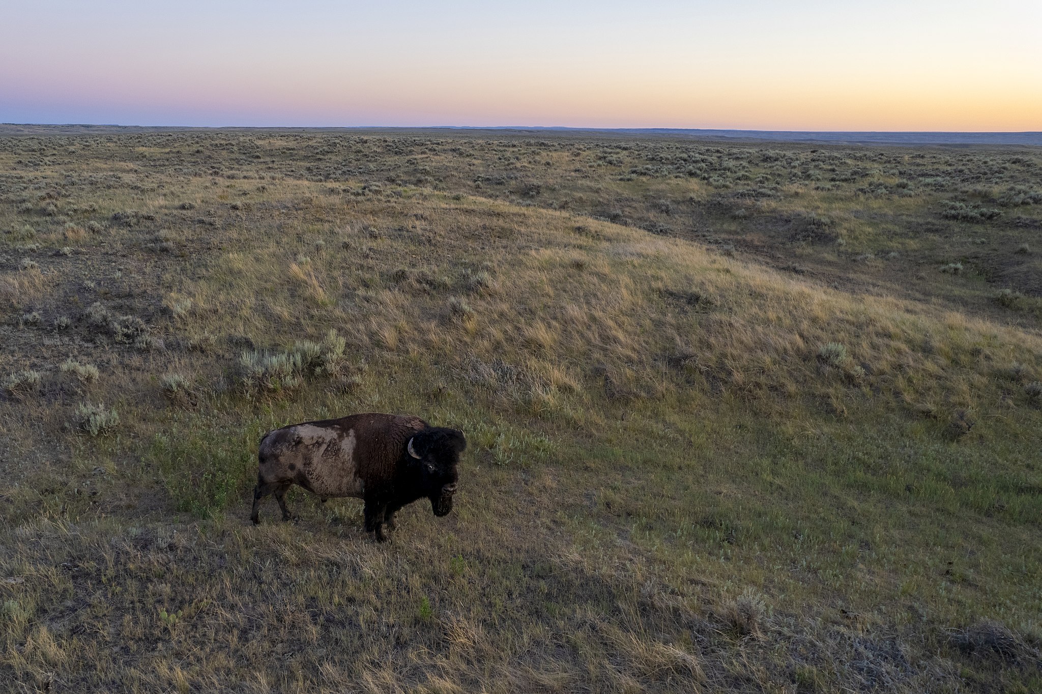 What is missing? | The American Prairie