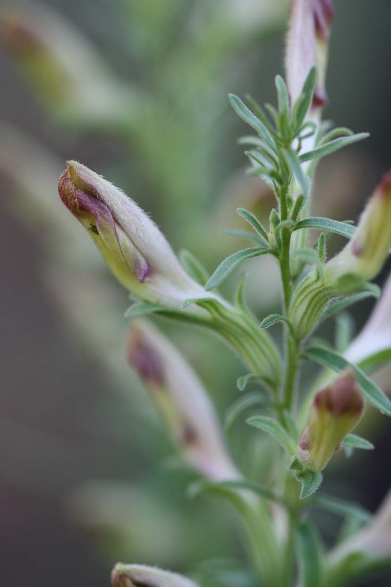 What is missing? | American chaffseed, Schwalbea americana