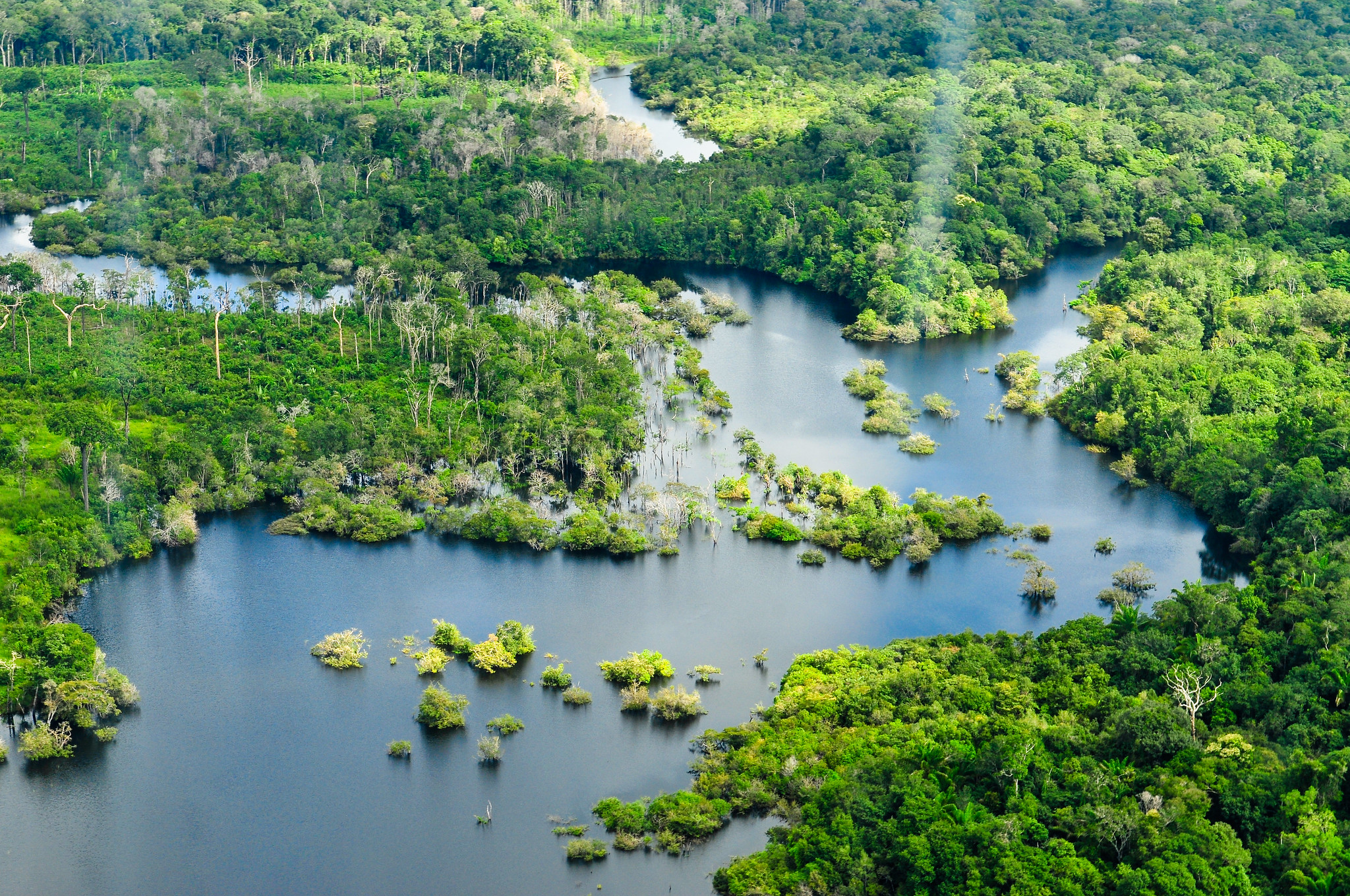 What is missing? | World's largest reforestation project, Brazilian Amazon