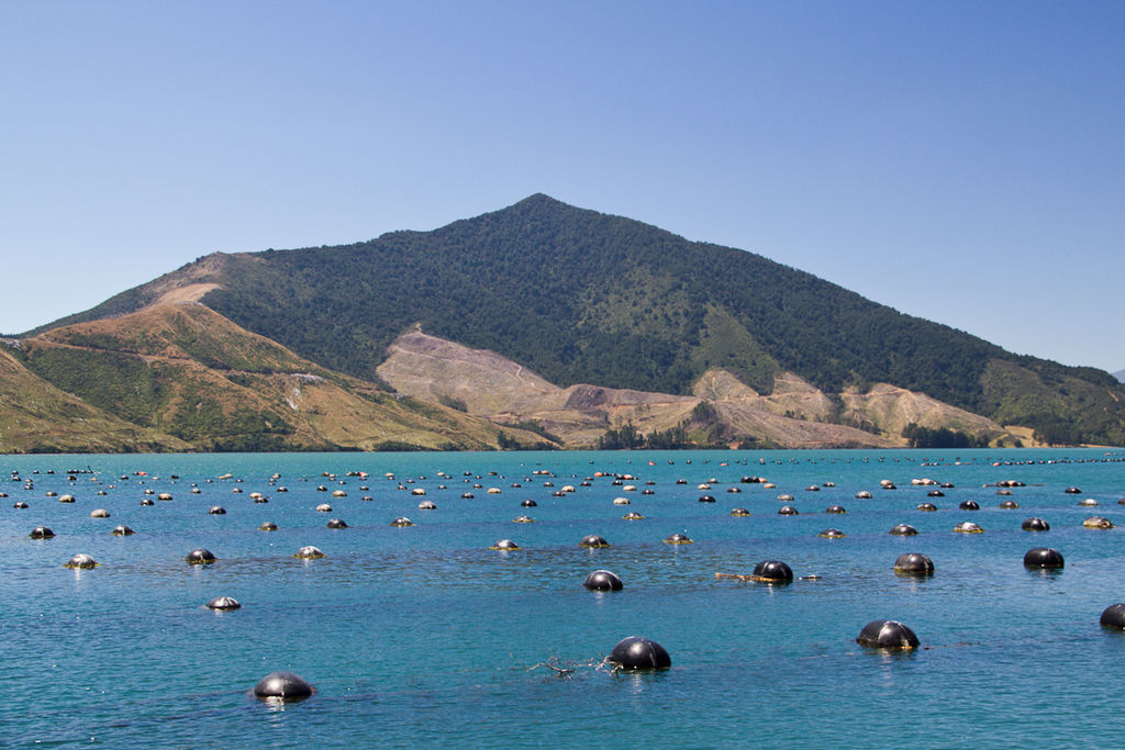 What is missing? | Open ocean aquaculture in New Zealand