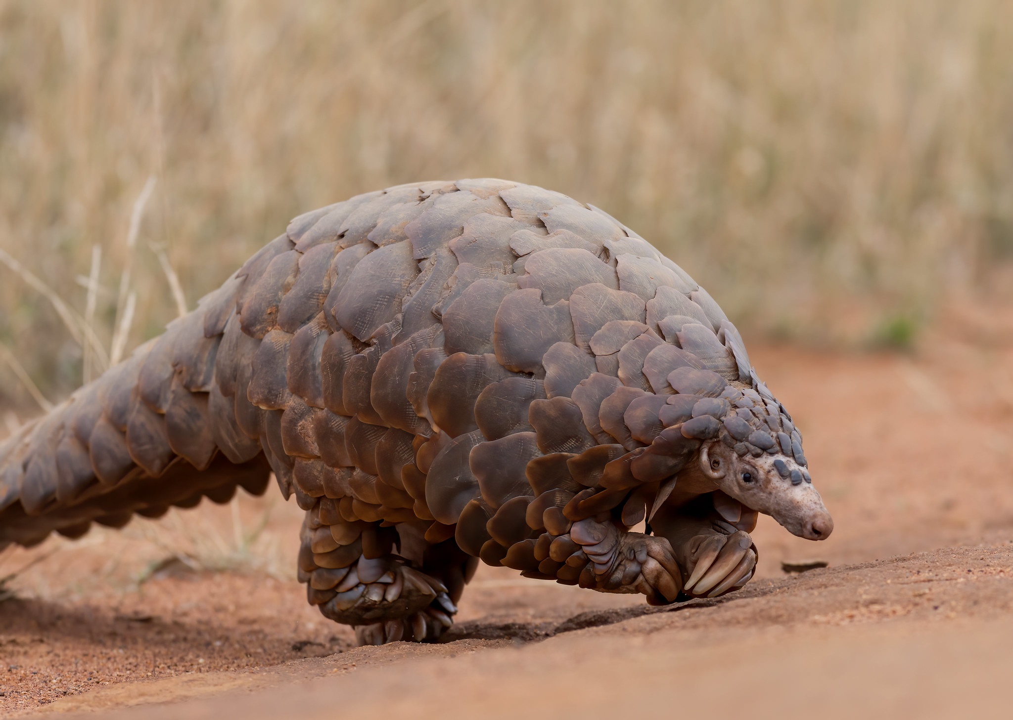 What is missing? | African Pangolin