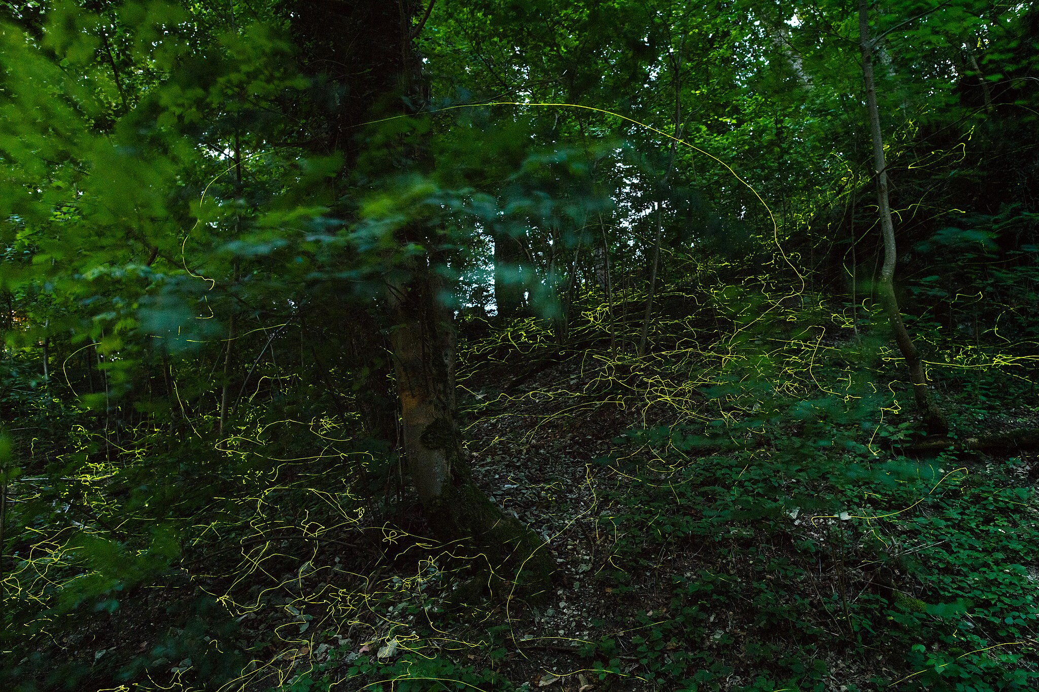 What is missing? | Firefly Summers