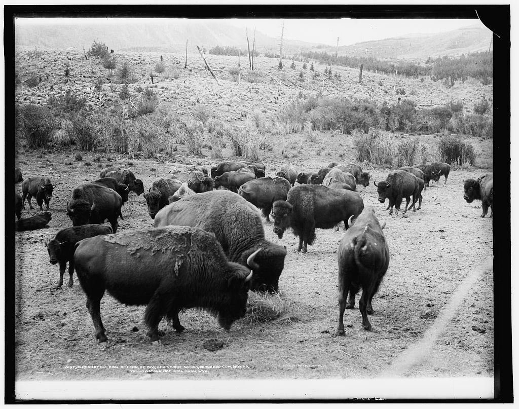 What is missing? | The Abundance Of Bison