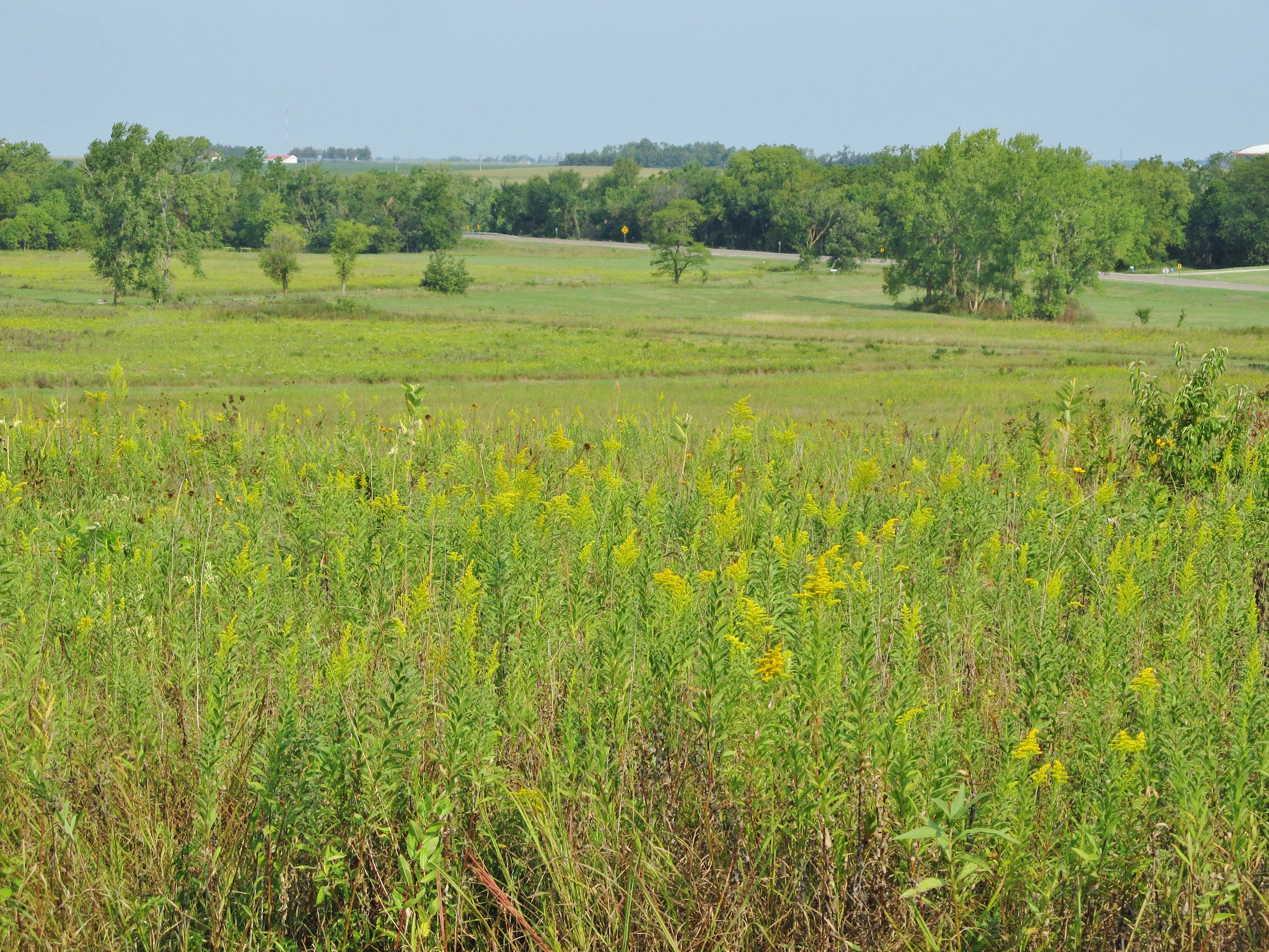 What is missing? | Tallgrass prairie restoration in Nebraska