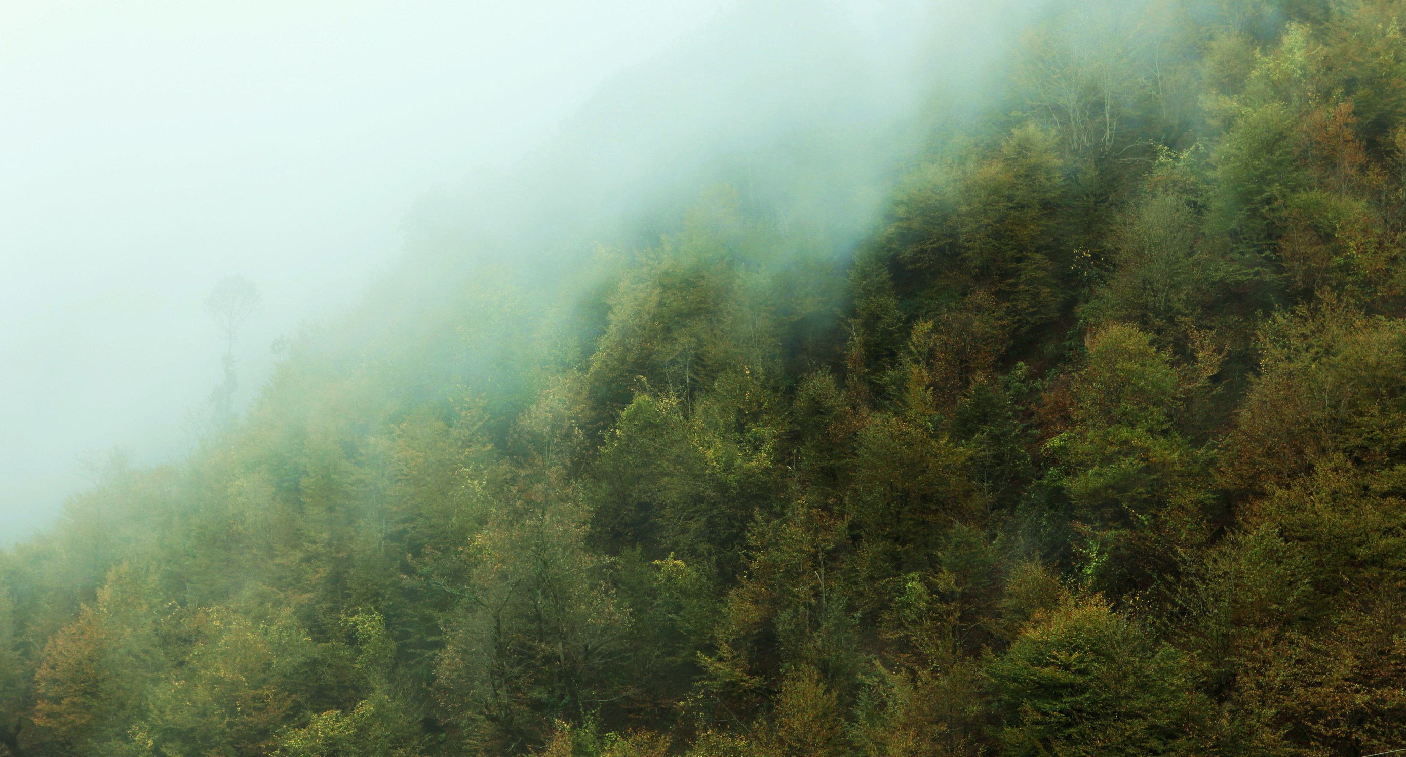 What is missing? | Hyrcanian Forest, "The mother of European forests"