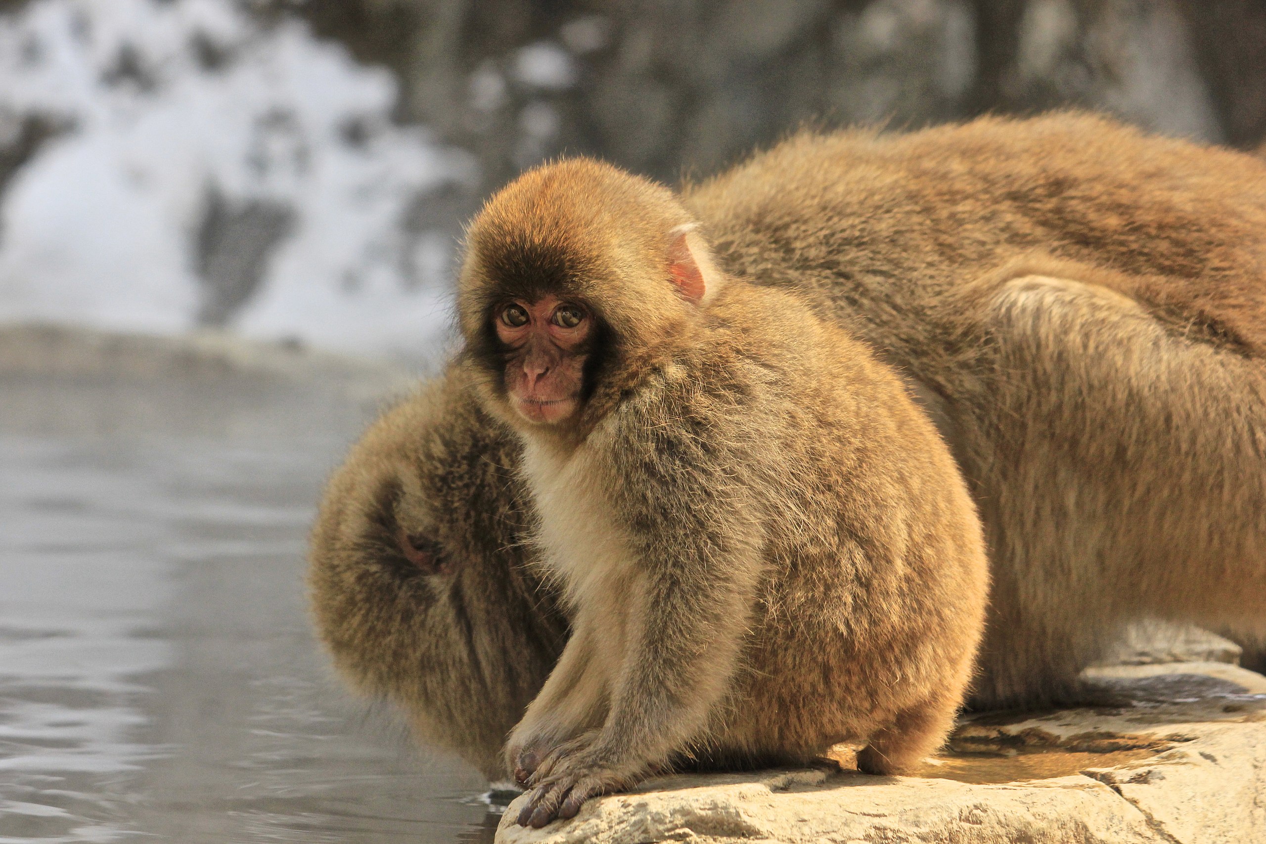 What is missing? | Barbary macaques