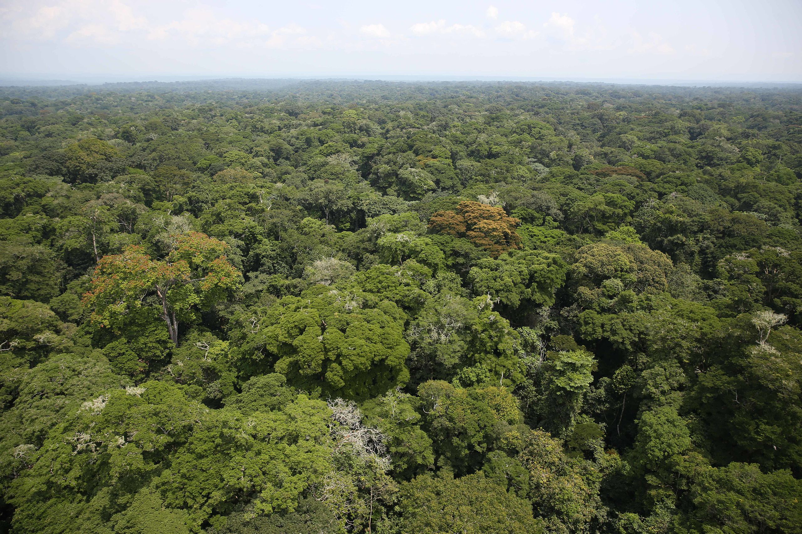 What is missing? | Congo Basin, World's Second Largest Tropical Forest