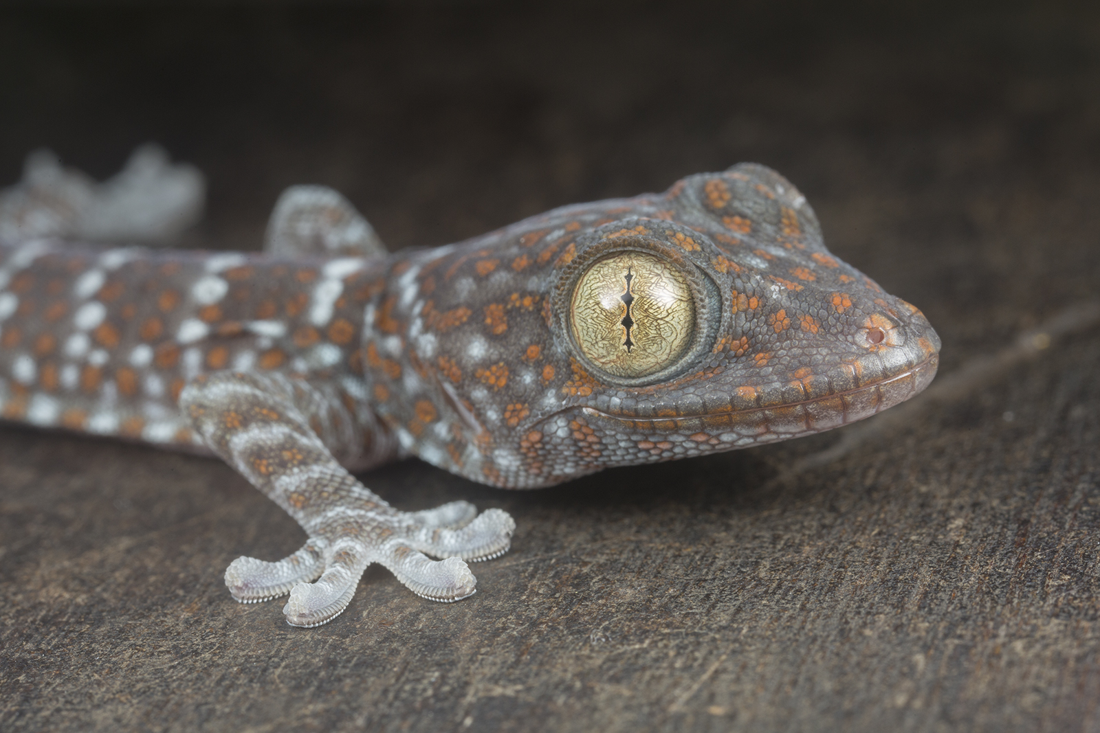 What is missing? | Tokay gecko