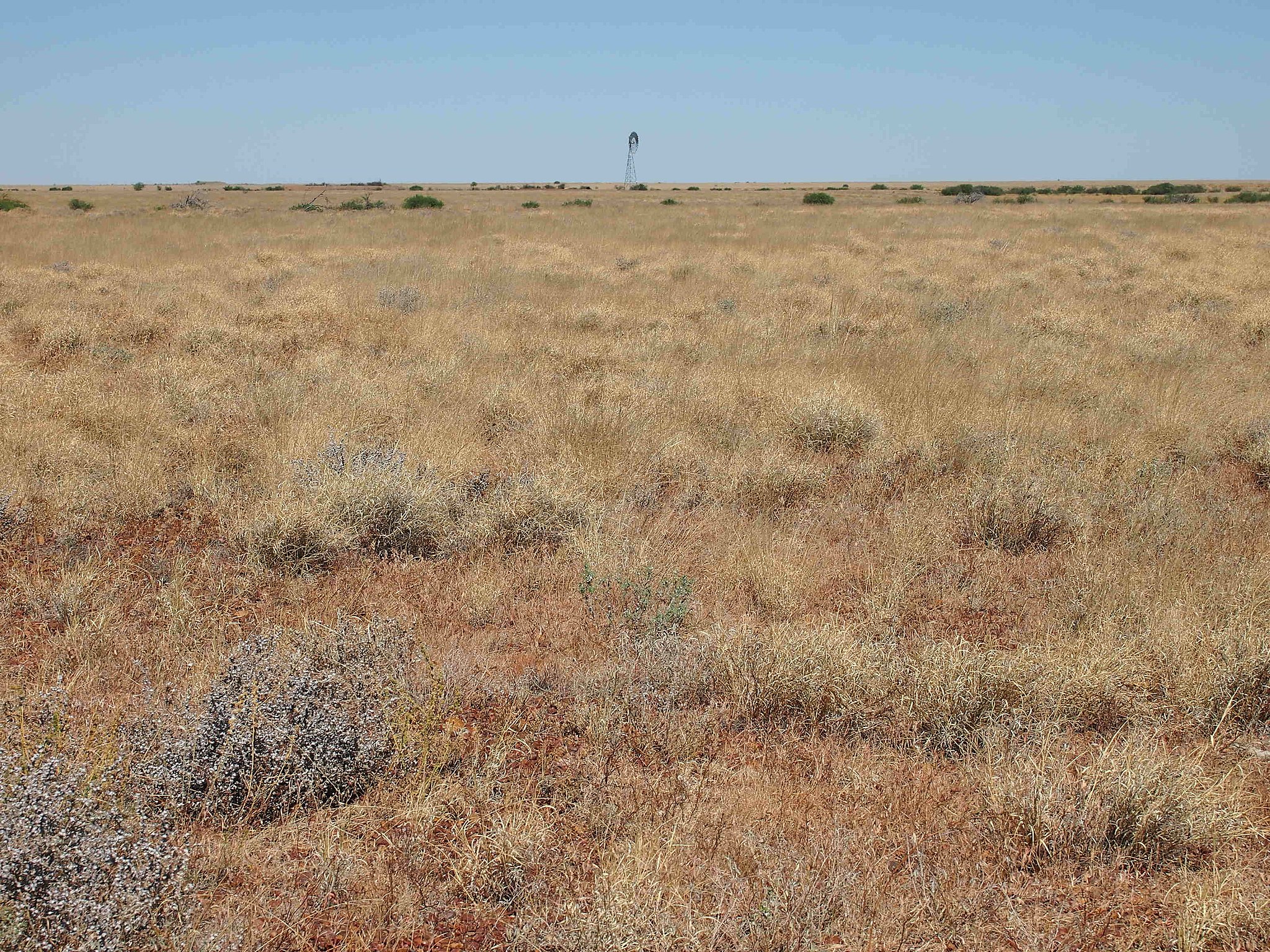 What is missing? | Mitchell Grass Downs