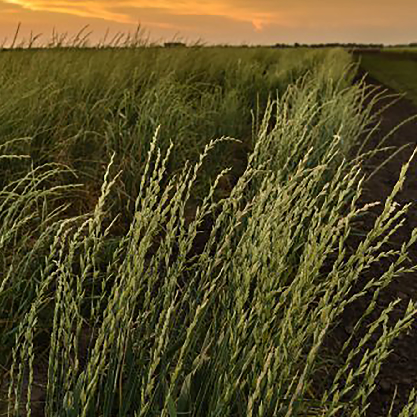 What is missing? | Kernza perennial grain at the Land Institute in Kansas