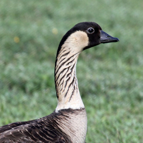 What is missing? | Back From The Brink, Hawaiian Goose (nene)