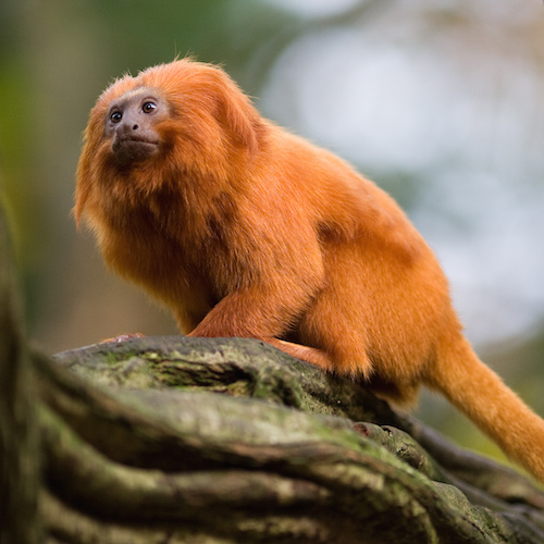 What is missing? | Back From The Brink, Golden Lion Tamarin Monkey