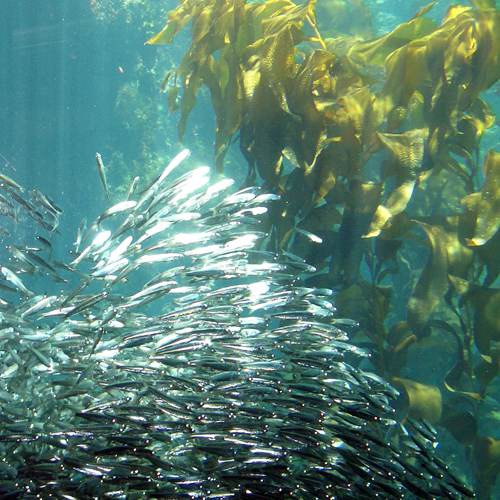 What is missing? | Species Collapse, Peruvian Anchovy