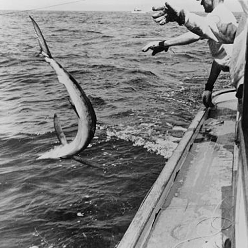 What is missing? | Species Collapse, Swordfish