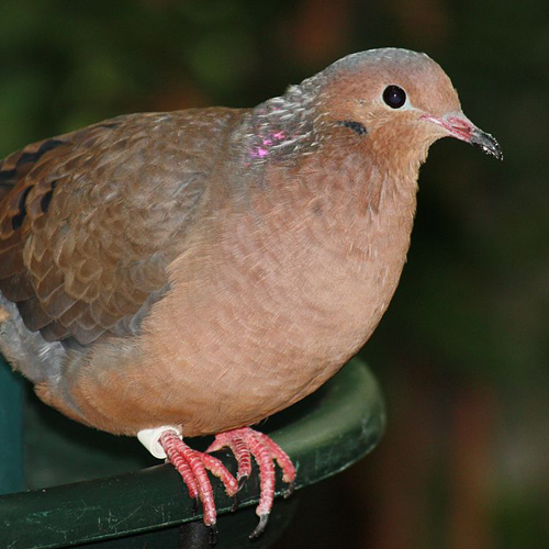 What is missing? | Extinct In The Wild, Socorro Dove