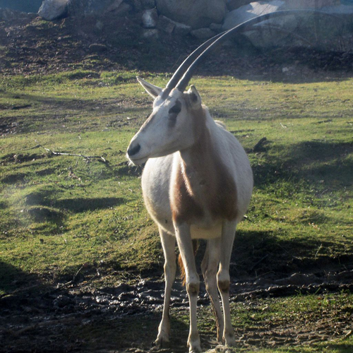 What is missing? | Extinct In The Wild, Scimitar Oryx