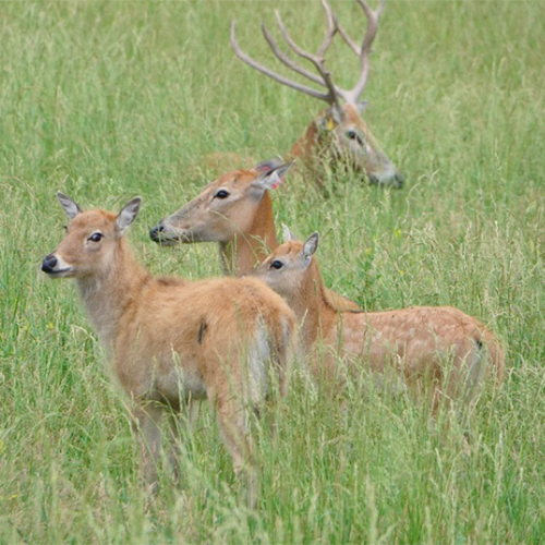 What is missing? | Extinct In The Wild, Père David's Deer
