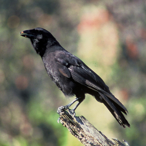 What is missing? | Extinct In The Wild, Hawaiian Crow Or ʻalalā