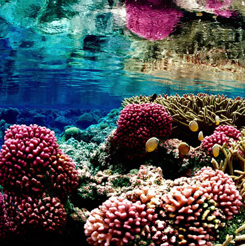 What is missing? | Pacific Remote Islands Marine National Monument ...