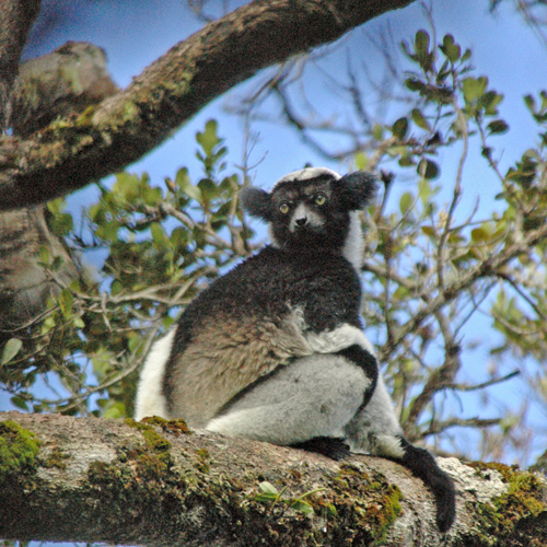 What is missing? | Reforestation, Ambositra-Vondrozo Corridor (COFAV)