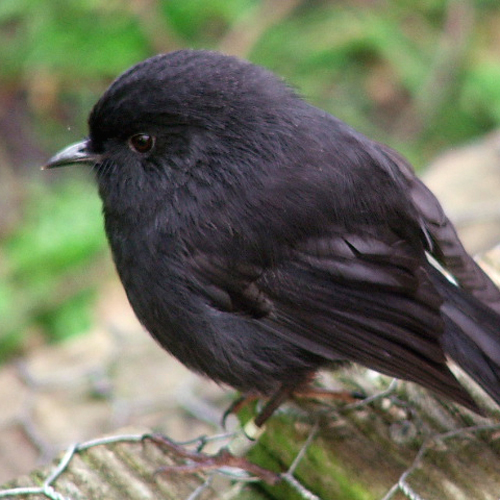 What is missing? | Back From The Brink: Black Robins