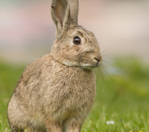 What is missing? | Invasive Species, Feral Rabbit