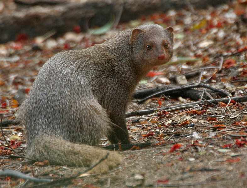 What is missing? | Invasive Species, Small Indian Mongoose
