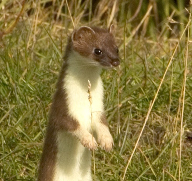 What is missing? | Invasive Species, Short-tailed Weasel