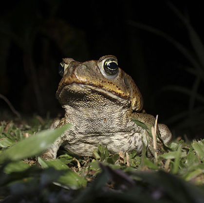 What is missing? | Invasive Species, Cane Toad