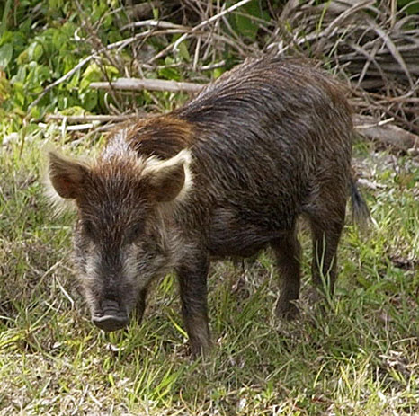 What is missing? | Invasive Species, Feral Pig
