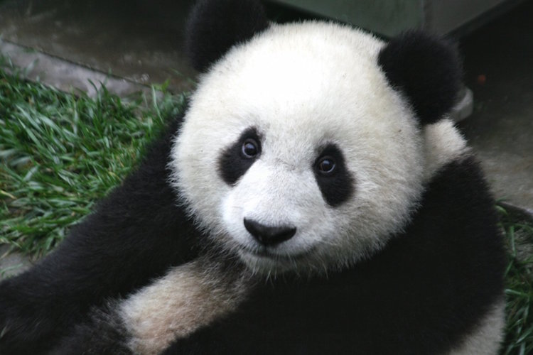 What is missing? | Back From The Brink, Giant Panda