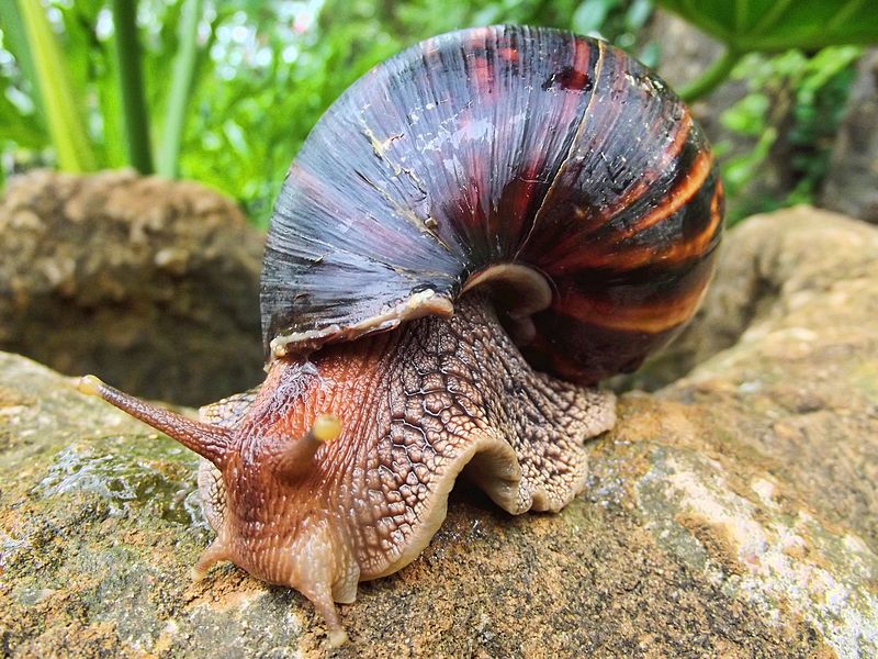 What is missing? | Invasive Species, Giant African Snail
