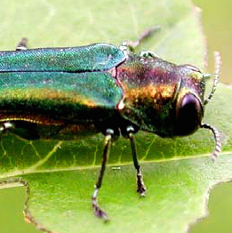 What is missing? | Invasive Species, Emerald Ash Borer