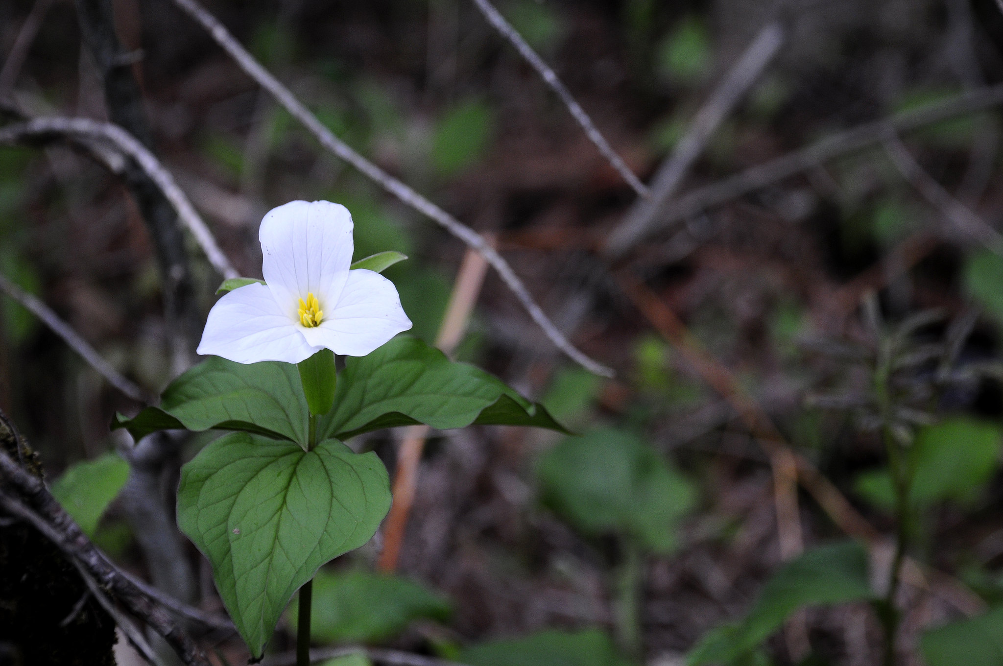 What is missing? | The Rare Ontarian Flower