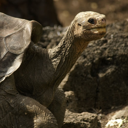 What is missing? | “Last Pinta Giant Tortoise Lonesome George Dies"
