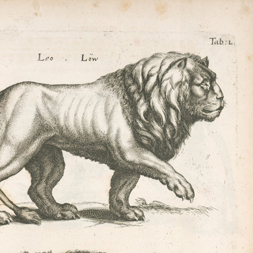 What is missing? | Lions — Africa