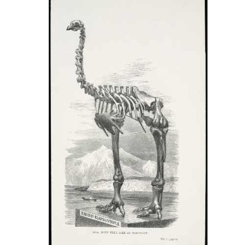 What is missing? | Heavy-footed Moa