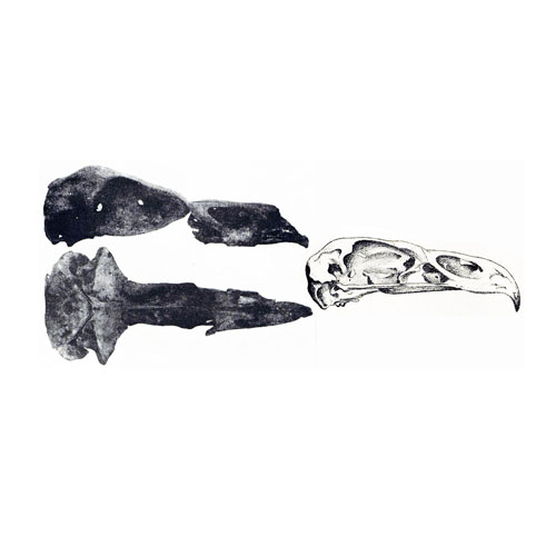 What is missing? | New Zealand Eagle / Haast's Eagle