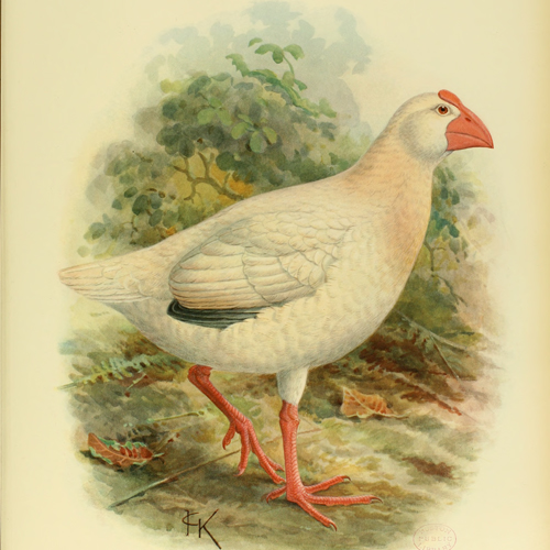 What is missing? | Lord Howe Swamphen