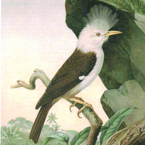 What is missing? | Bourbon Crested Starling - Jacob De Cortimoy