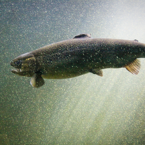 What is missing? | Salmon extinct in most US rivers