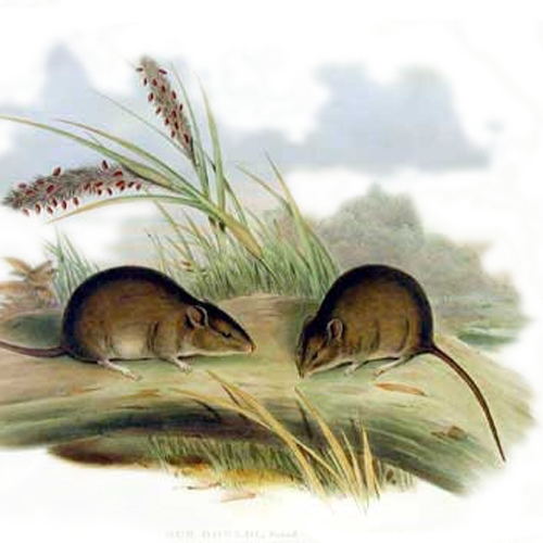 What is missing? | Gould's Mouse