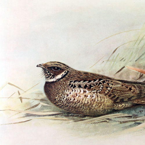 What is missing? | Jamaican Pauraque