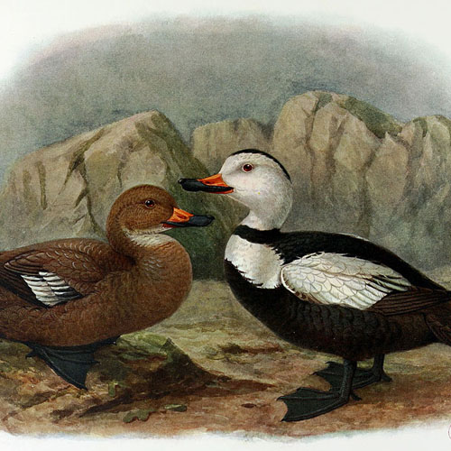 What is missing? | Labrador Duck